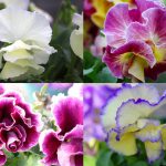 中小輪フリンジパンジー"フレンチカンカン カーニバルミックス" | MSK Garden